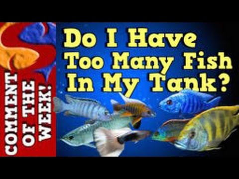 Do I have too many fish in my tank? Comment of the week episode 1 - YouTube