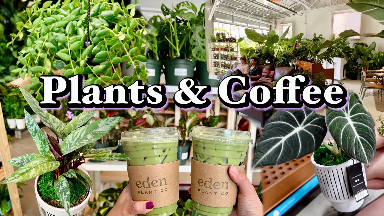 BIG BOX Plant Shopping 🌱 NEW, SALE, & CLEARANCE! | Lowe's & Eden Plant ...