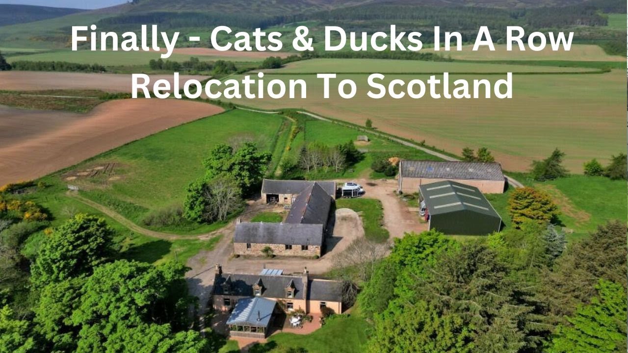 Finally - Cats & Ducks All In A Row - Relocation To Our Farm In Scotland - YouTube