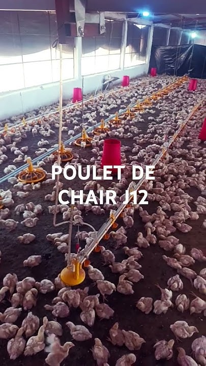 Tu veux des résultats en 45 jours? élever les poulets de chair. #poulet #elevage #viralvideo ...