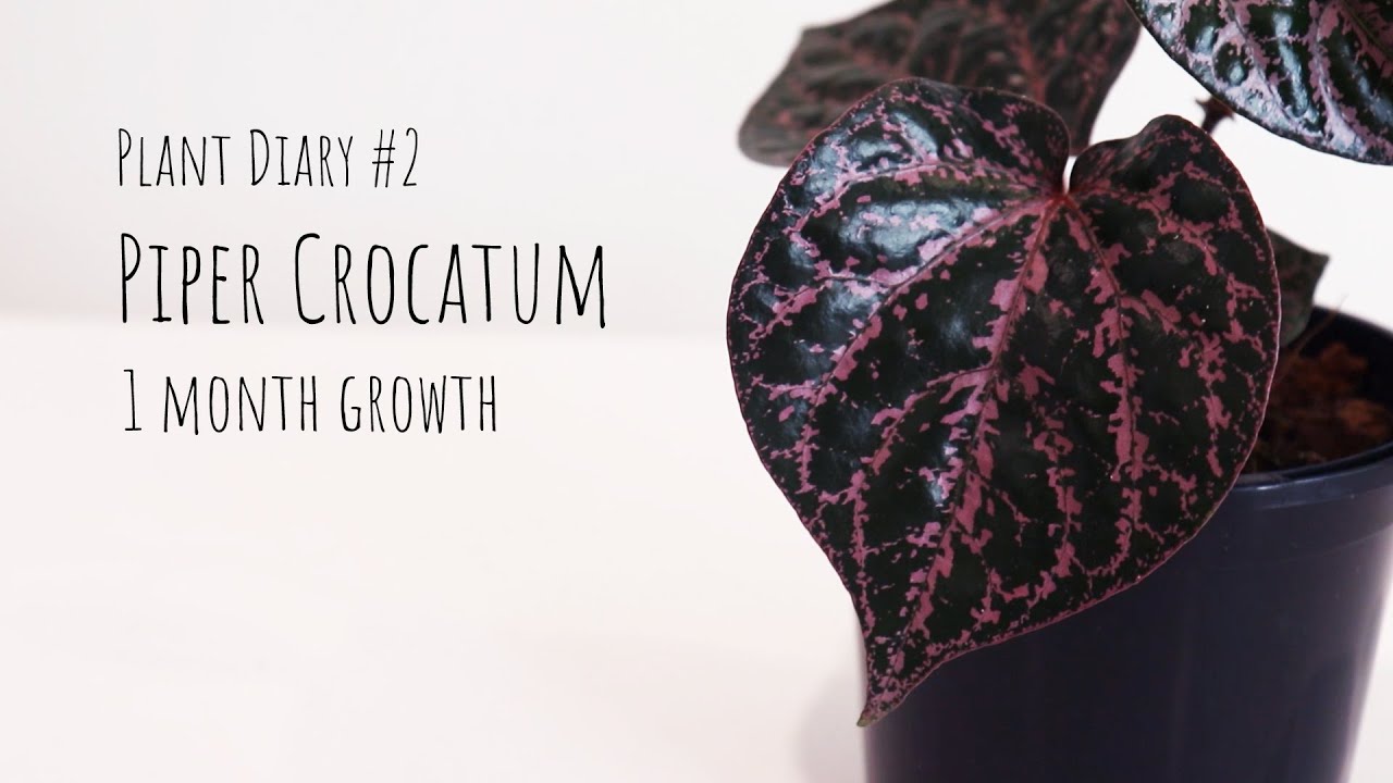 Plant diary | A month growth Piper crocatum, How I grow Piper crocatum ...