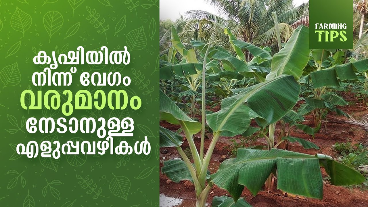 How to get more profit from farming |കൃഷിയിൽ നിന്നും വേഗം വരുമാനം ...