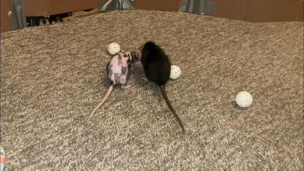 A clip from an extra silly training session with my pet rat Cracker! - YouTube