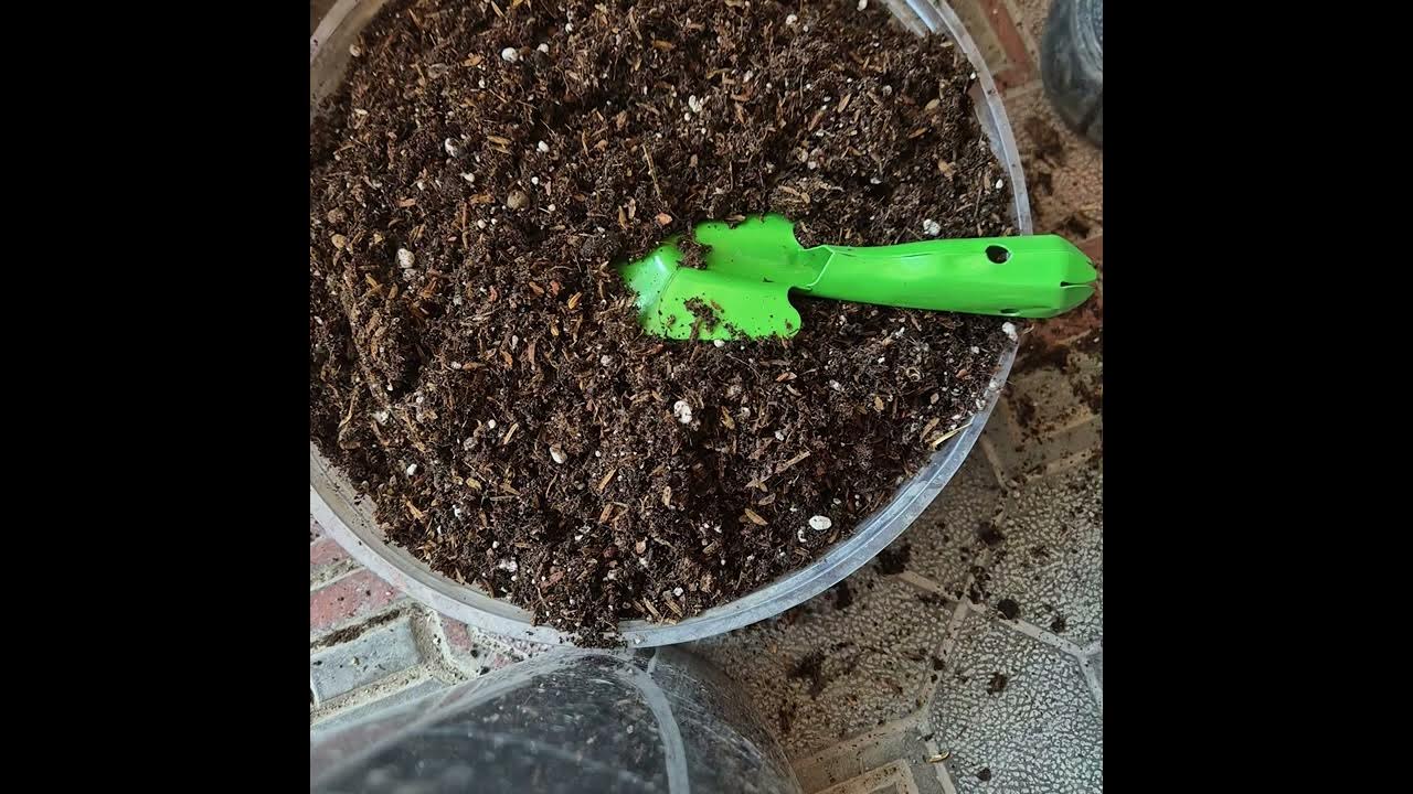 Посадка аглаонем /грунт для аглаонем/укоренение - YouTube