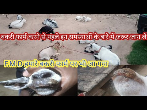 Mallick Goat Farm FMD एफएमडी बकरियों को हो जाए तो देसी जुगाड़ से ठीक ...