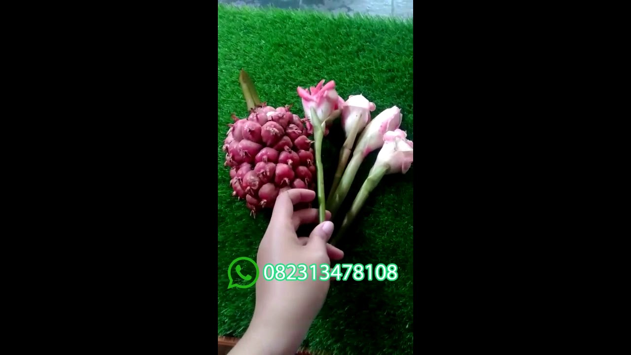 Jual Bunga Kecombrang dan buah honje - YouTube