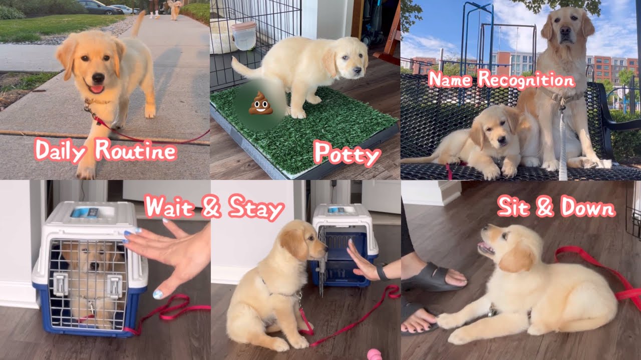 8 Week Old Golden Retriever Puppy Training / 7 Exercises - YouTube