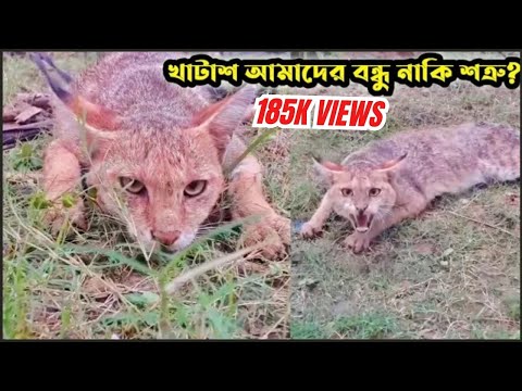 বনবিড়াল। খাটাশ আমাদের উপকারী বন্ধু নাকি শত্রু।গন্ধগোকুল Civet Cat Bon ...