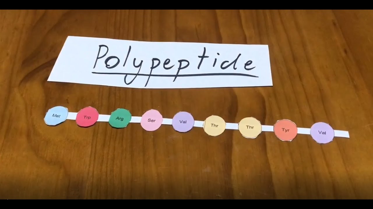 Polypeptide synthesis model - YouTube