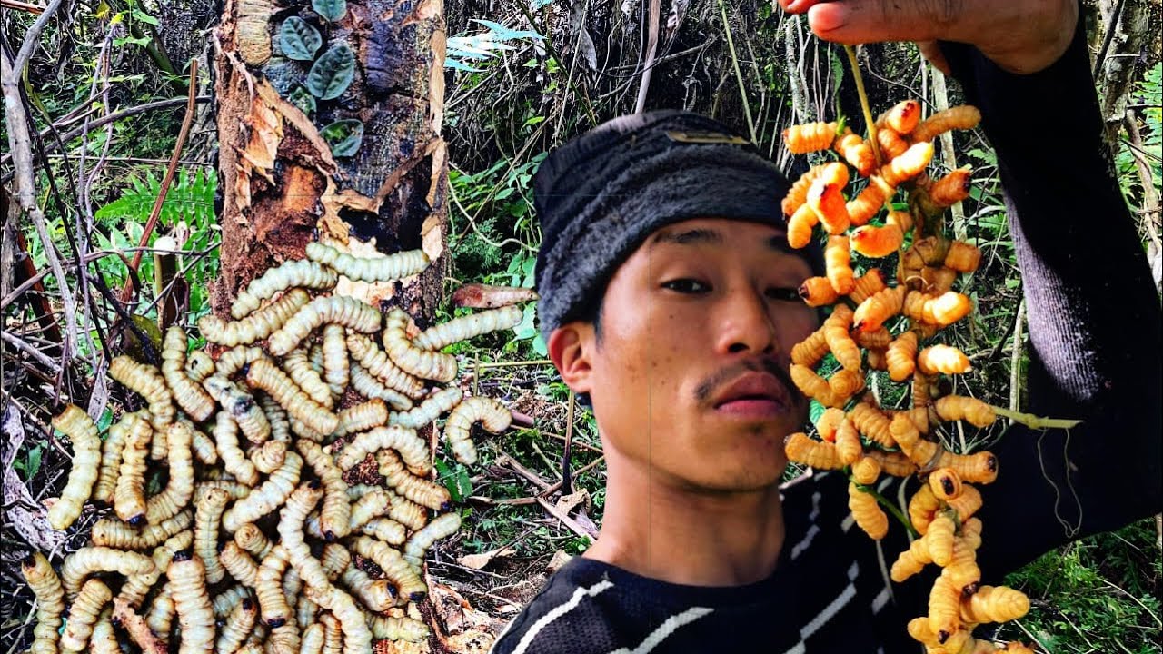 HUNTING GIANT, WILD WOOD WORM 🐛 IN JUNGLE FORESTS #wildlife # ...