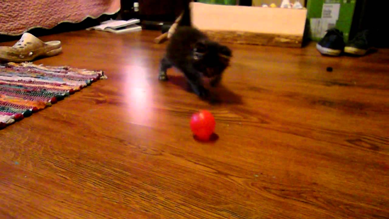 Sisulka a klauní Nos . - YouTube