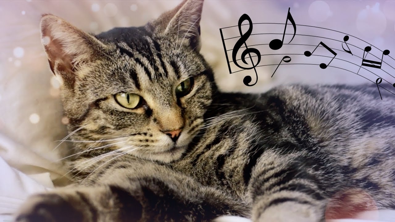 Harp Cat Music 😻 10 Hours of Deep Relaxing Music for Your Cat - YouTube