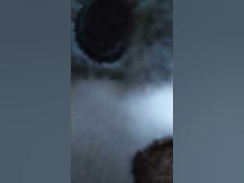 ok lah tu kot😅 #short - YouTube