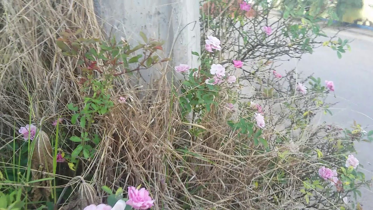Rosas príncipe negro - YouTube