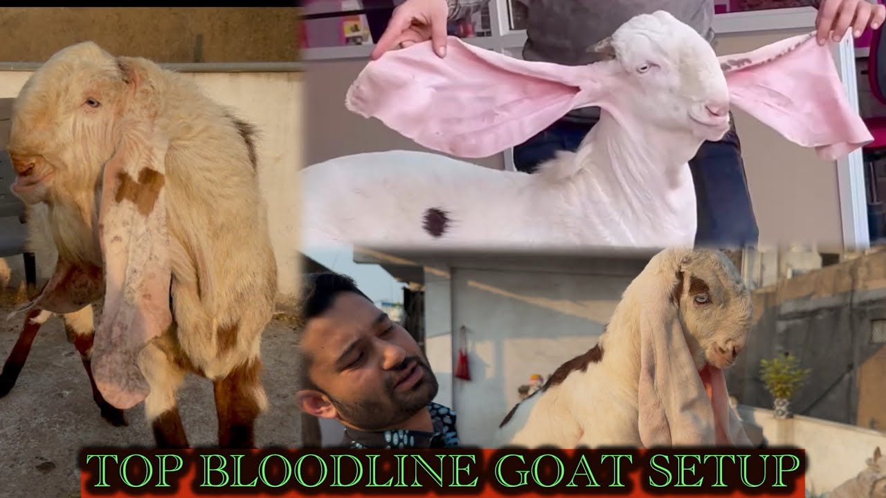 Anas Goat Farm A complete Hyderabadi Setup At Indore Madhya Pradesh ...