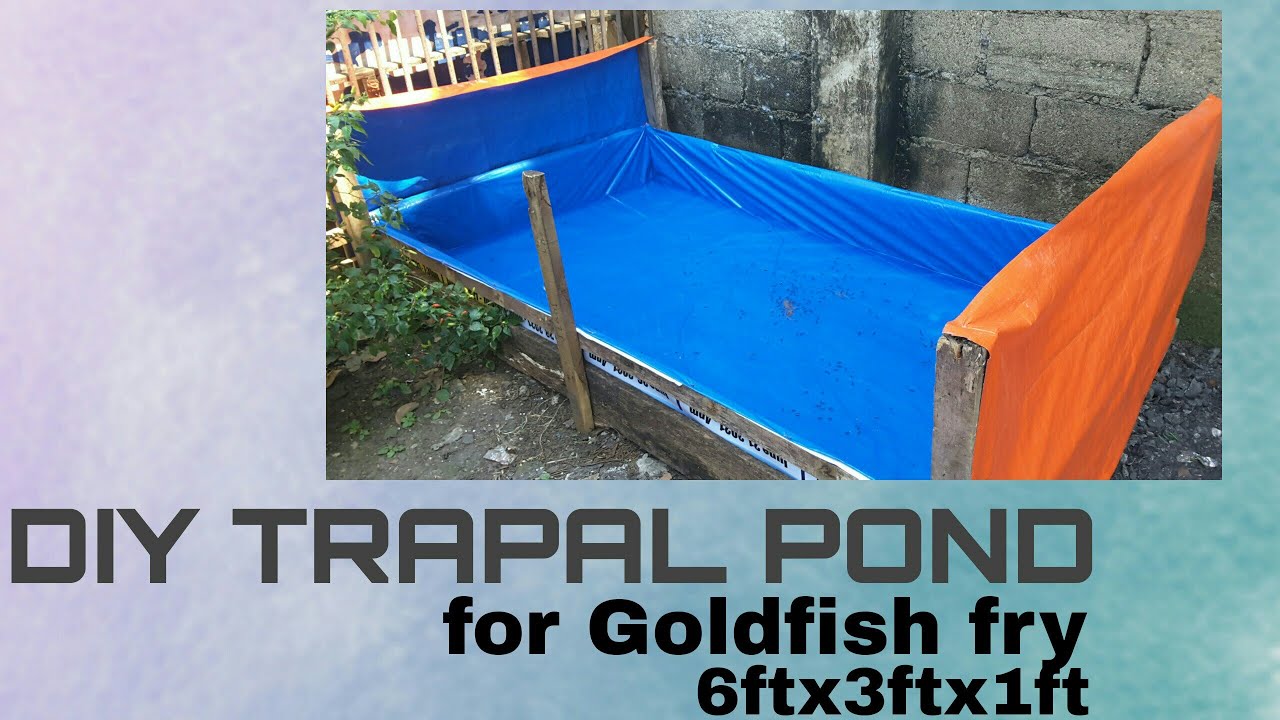 ep4: DIY trapal pond | for goldfish fry - YouTube