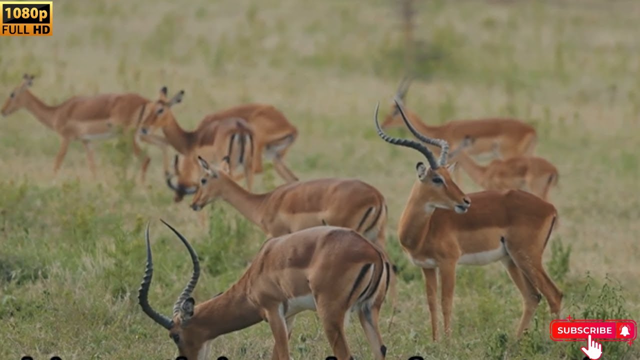 Is the Gazelle the MOST ELEGANT Animal in Nature? - YouTube