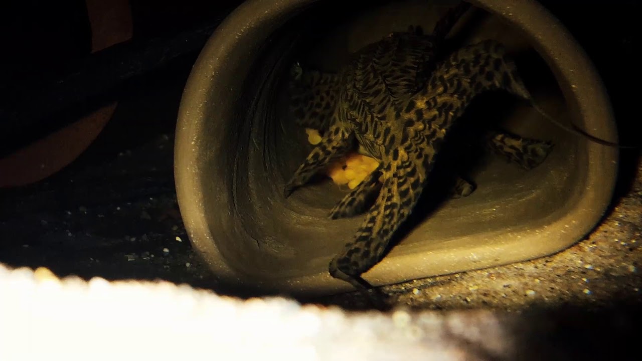 Update: Pseudacanthicus spinosus (L160 pleco) fanning eggs/fry - YouTube