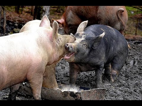 Pigs Fight Over The Food / Pig War / Try Not To Laugh - YouTube