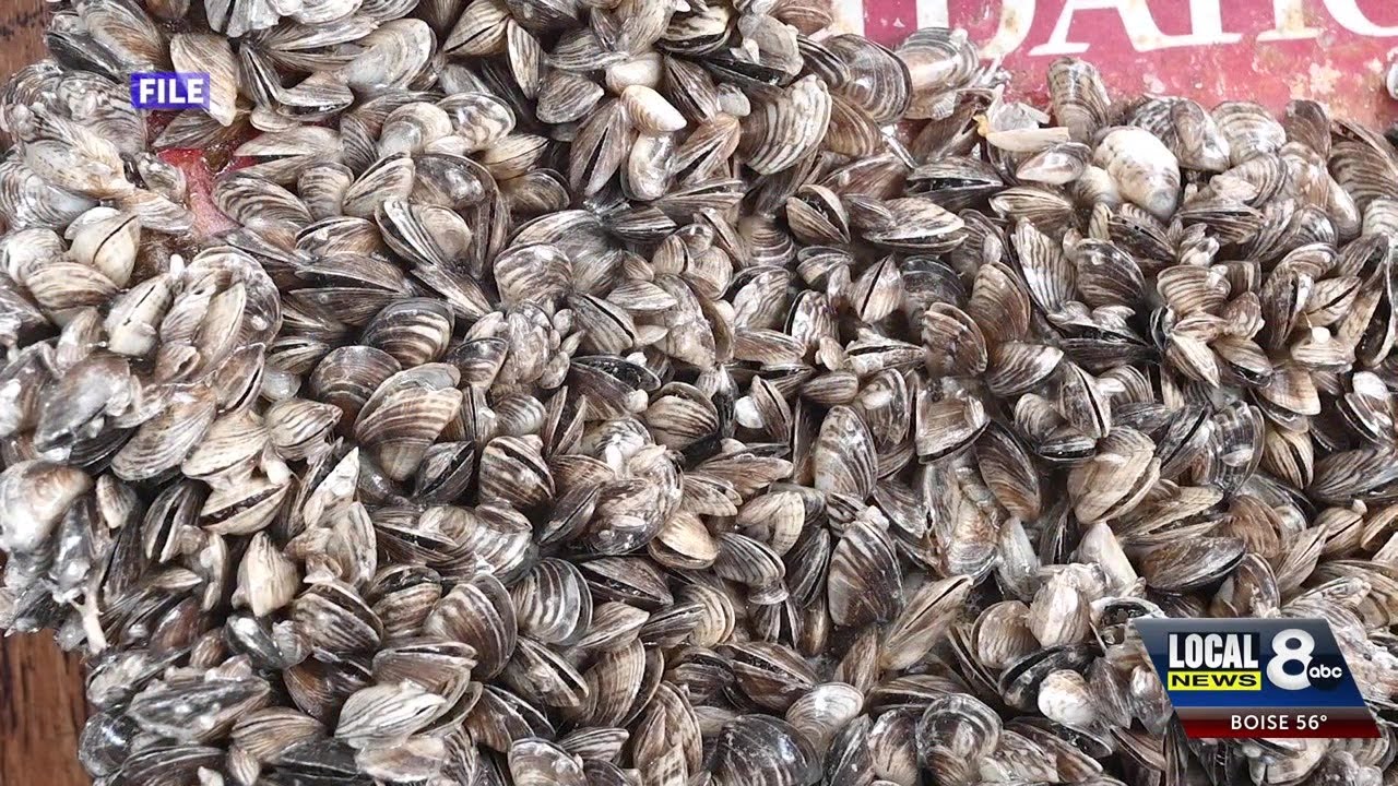 Snake River quagga mussel treatment continues with support from ...