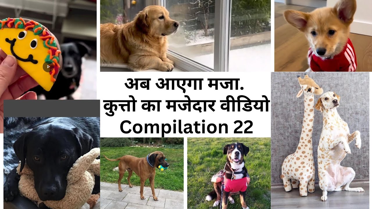 funny dog videos compilation farting dog | dog tv | dog show | cute dog ...