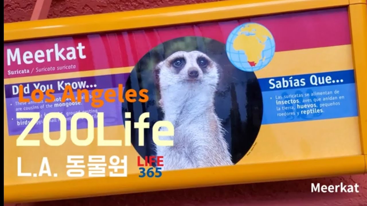 Los Angeles ZooLife Animals Meerkat - YouTube