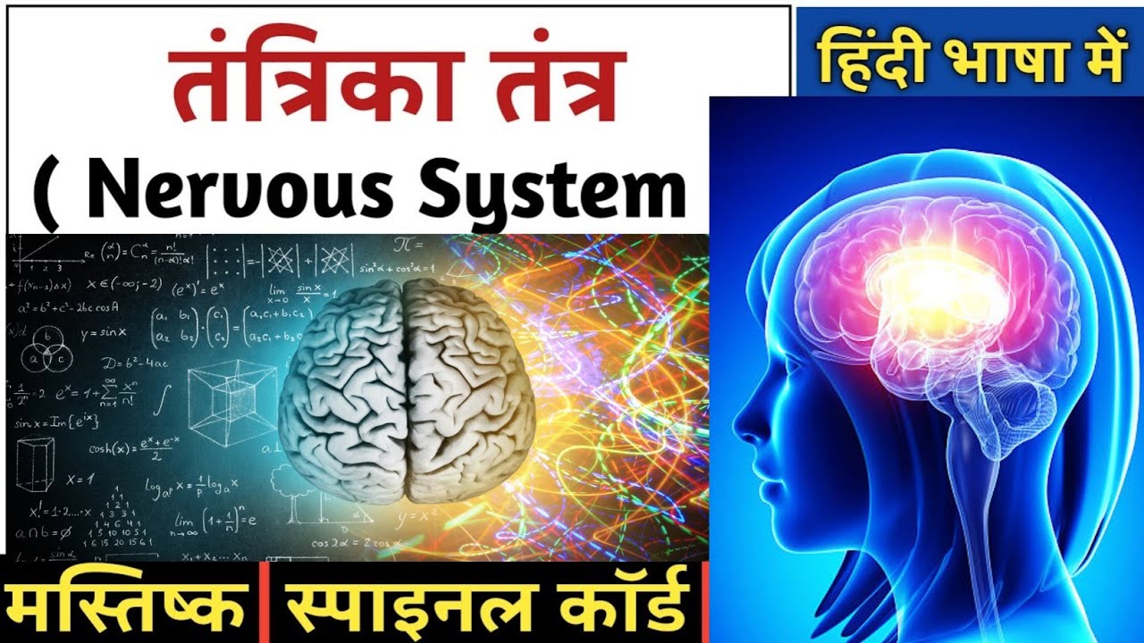 तंत्रिका तंत्र | Tantrika Tantra | Nervous System | Biology video ...