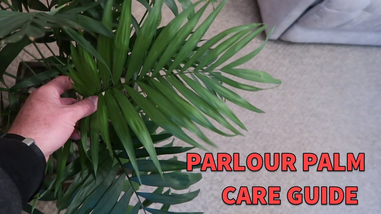 Parlour Palm Spotlight & Care Guide Chamaedorea Elegans - YouTube