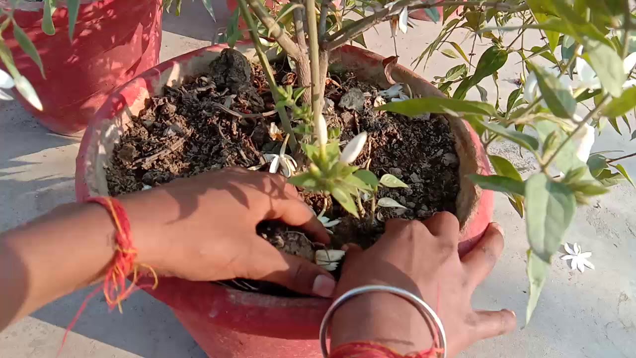 Jasminum Multiflorum..... Kund plant... Permanent flowering plant in ...