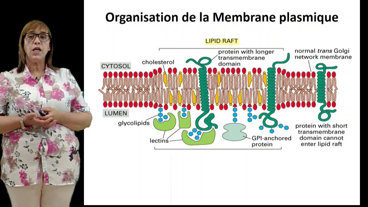 Composition membrane plasmique - YouTube
