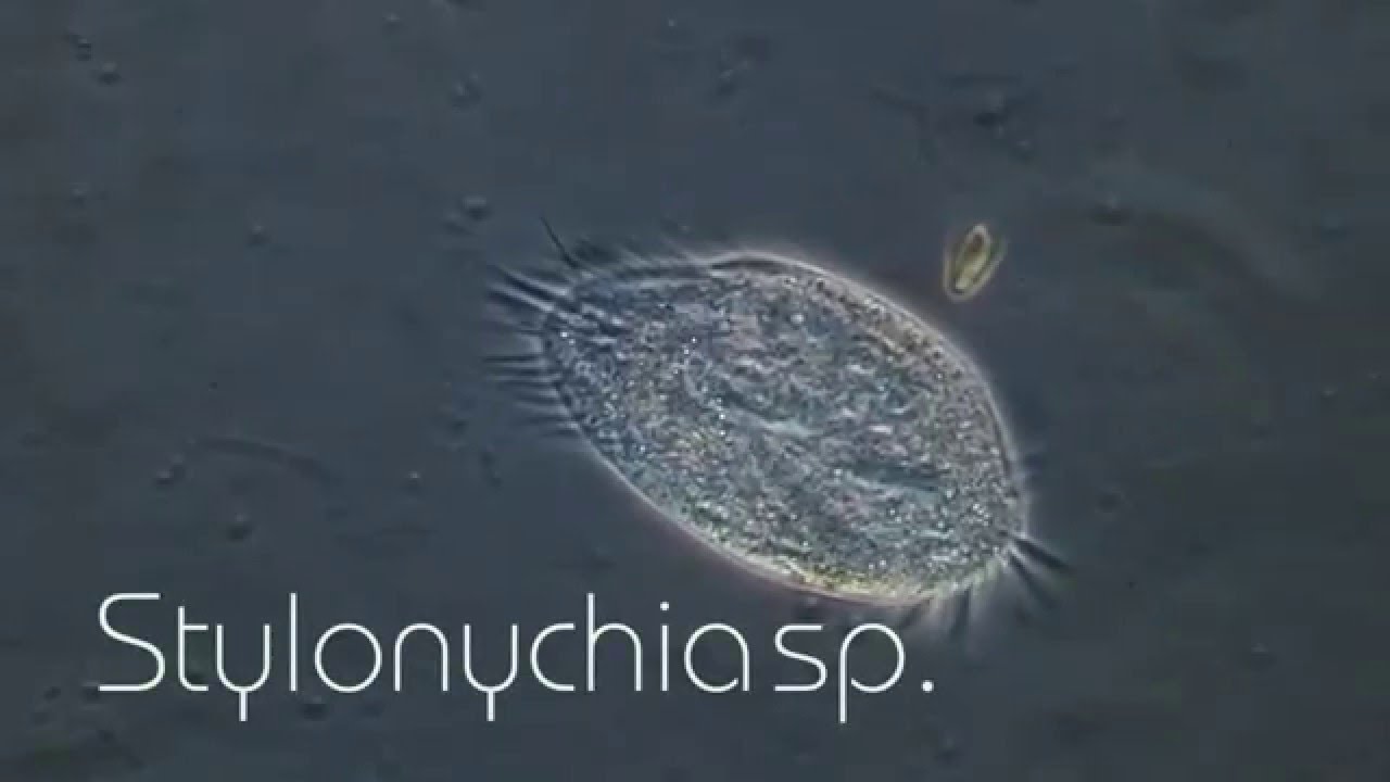 Stylonychia sp. (2) - YouTube