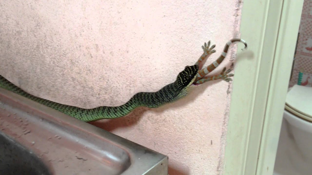 koh chang tree snake eating tokay gecko - YouTube