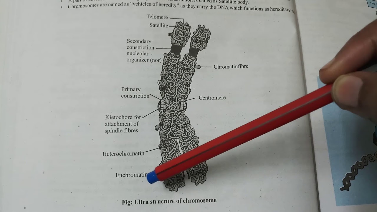 NEET Biology: Cell: Ultrastructure of Chromosome, Heterochromatin and ...