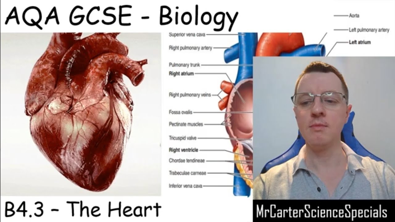 B4 3 The Heart AQA Biology GCSE 9 1 YouTube b4-3-the-heart-aqa-biology-gcse-9-1-youtube