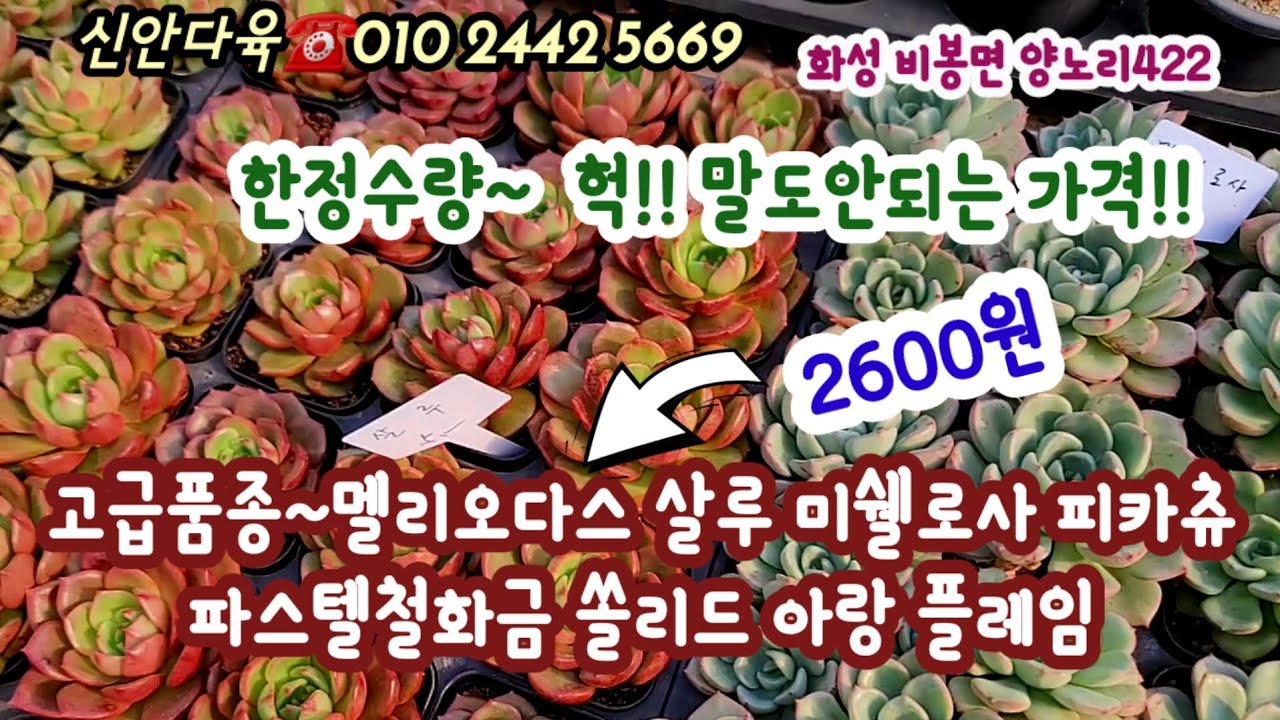 오늘은 2천원대~다육 고급종다육을 최강득템기회 한정수량 멜리오다스 살루 미쉘로사 피카츄 아랑등 단품가2천다육도 출시