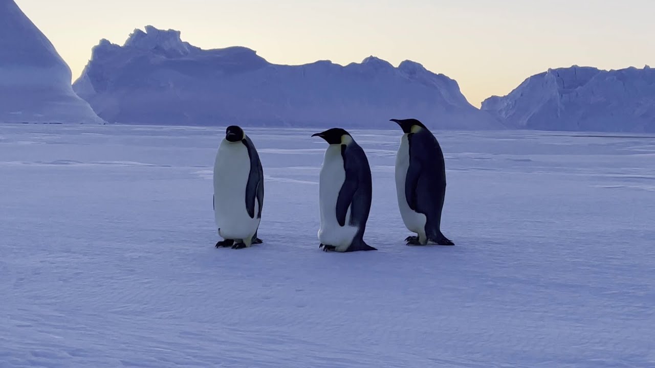 Antarctic Adventure - Visiting the Penguins - YouTube