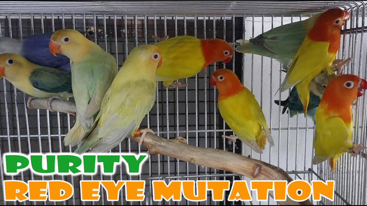 DIFFERENT RED EYE MUTATION PWEDE BANG PAGPARISIN? - YouTube