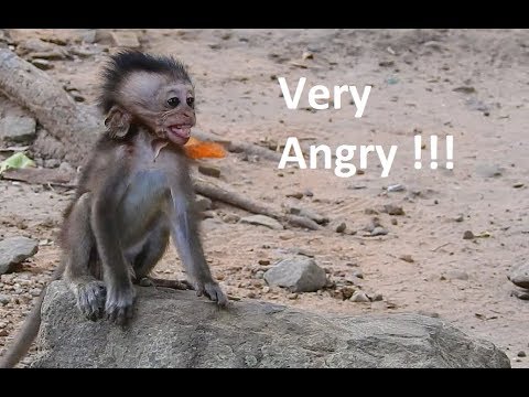 Why Baby Donny Angry Like This? Who Make Baby Monkey Angry? - YouTube