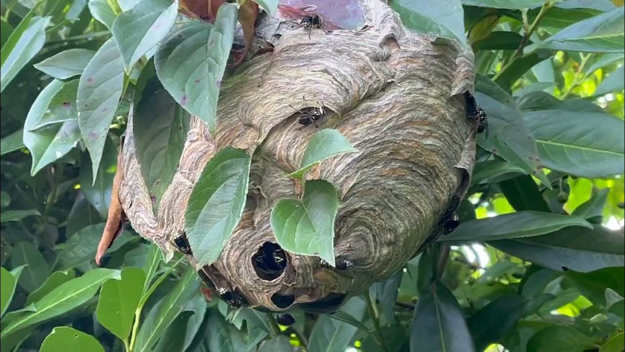 Stumbling Upon a Bald Faced Hornets Nest - YouTube