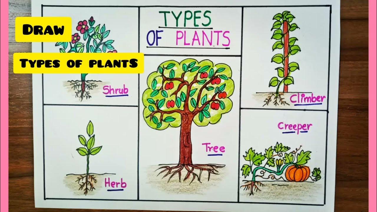 How to draw Types of Plants step by step easy for students - YouTube