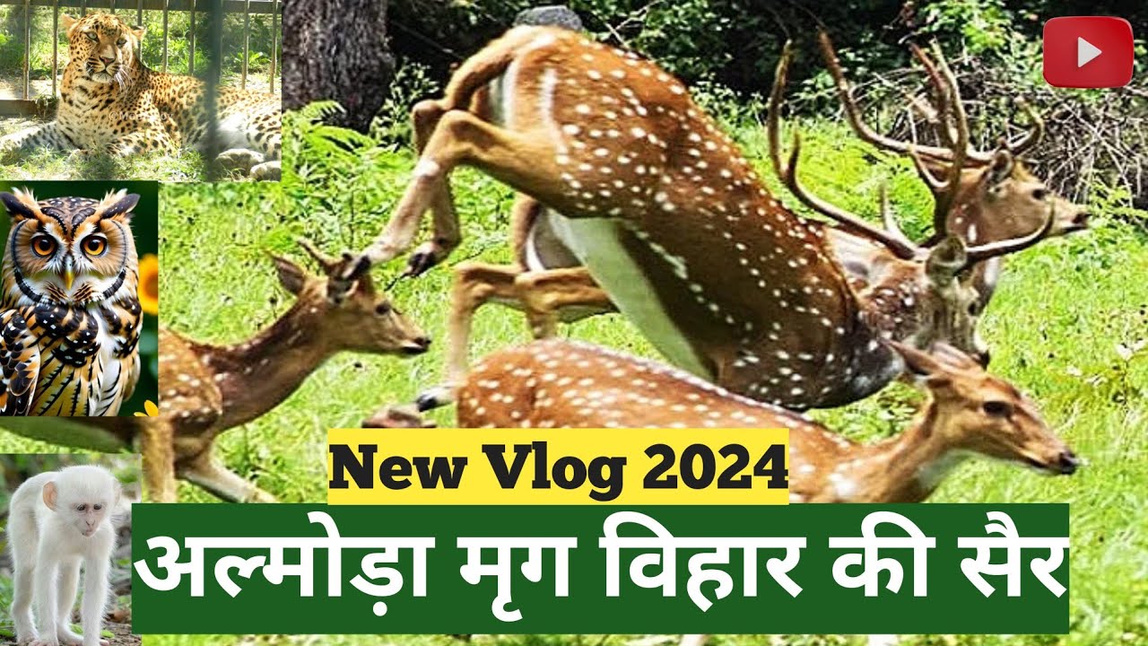 Almora zoo | अल्मोड़ा चिड़ियाघर | सफेद् बन्दर् और् हिरन् वाला Zoo🐒 l ...