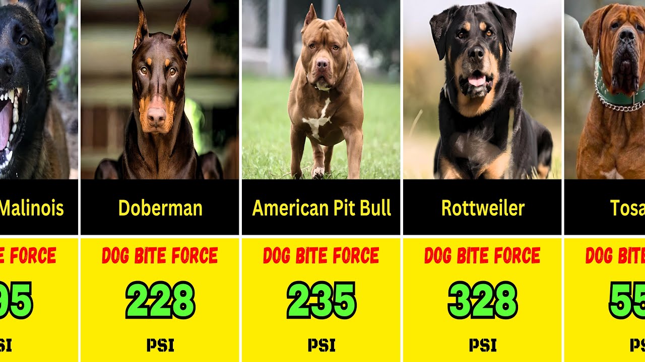 Dog Breeds With The Strongest Bite Force PSI YouTube