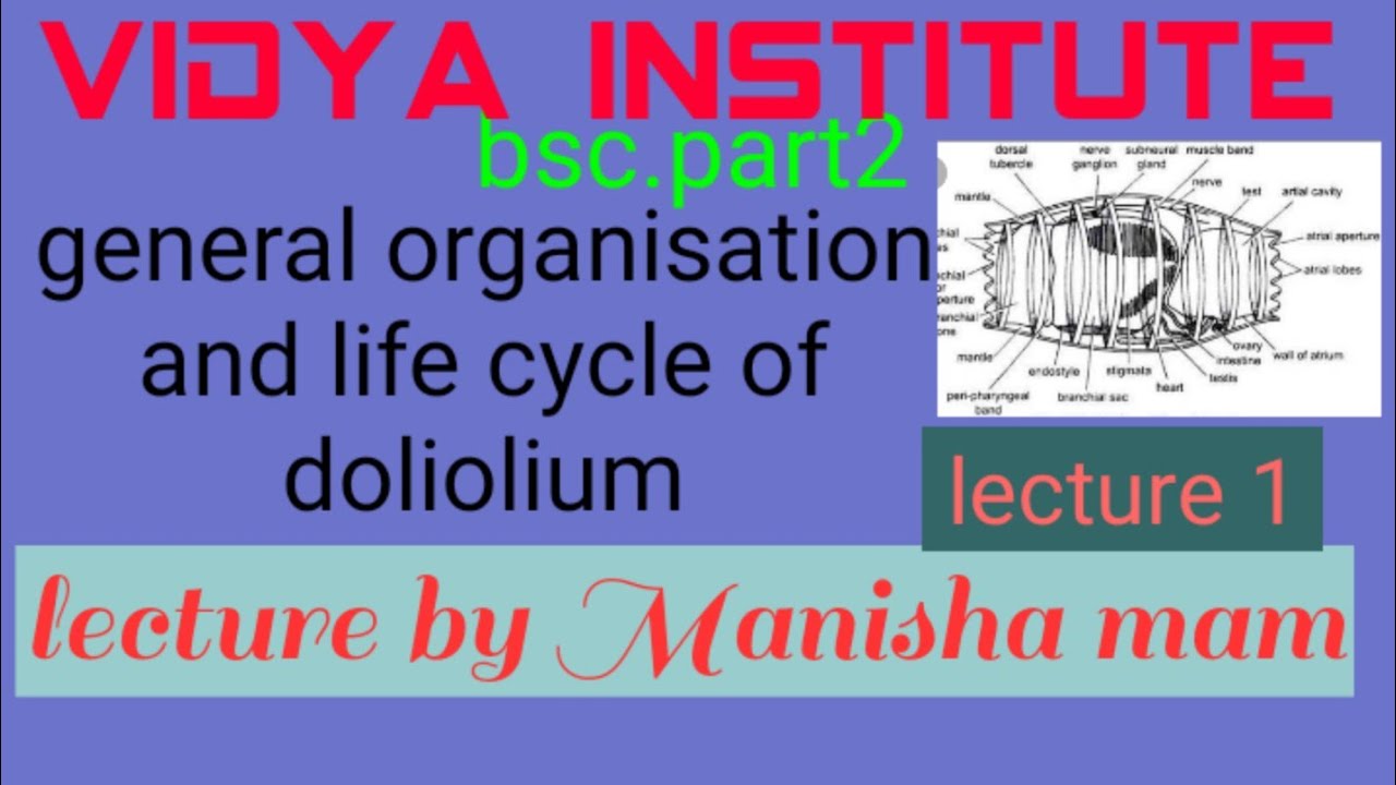 General organisation and life cycle of DOLIOLIUM||UROCHORDATA by ...