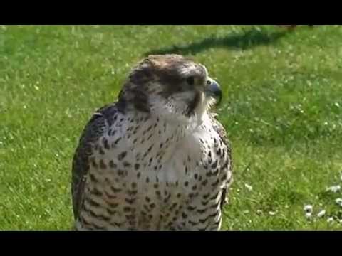 Yarak Birds of Prey. - YouTube