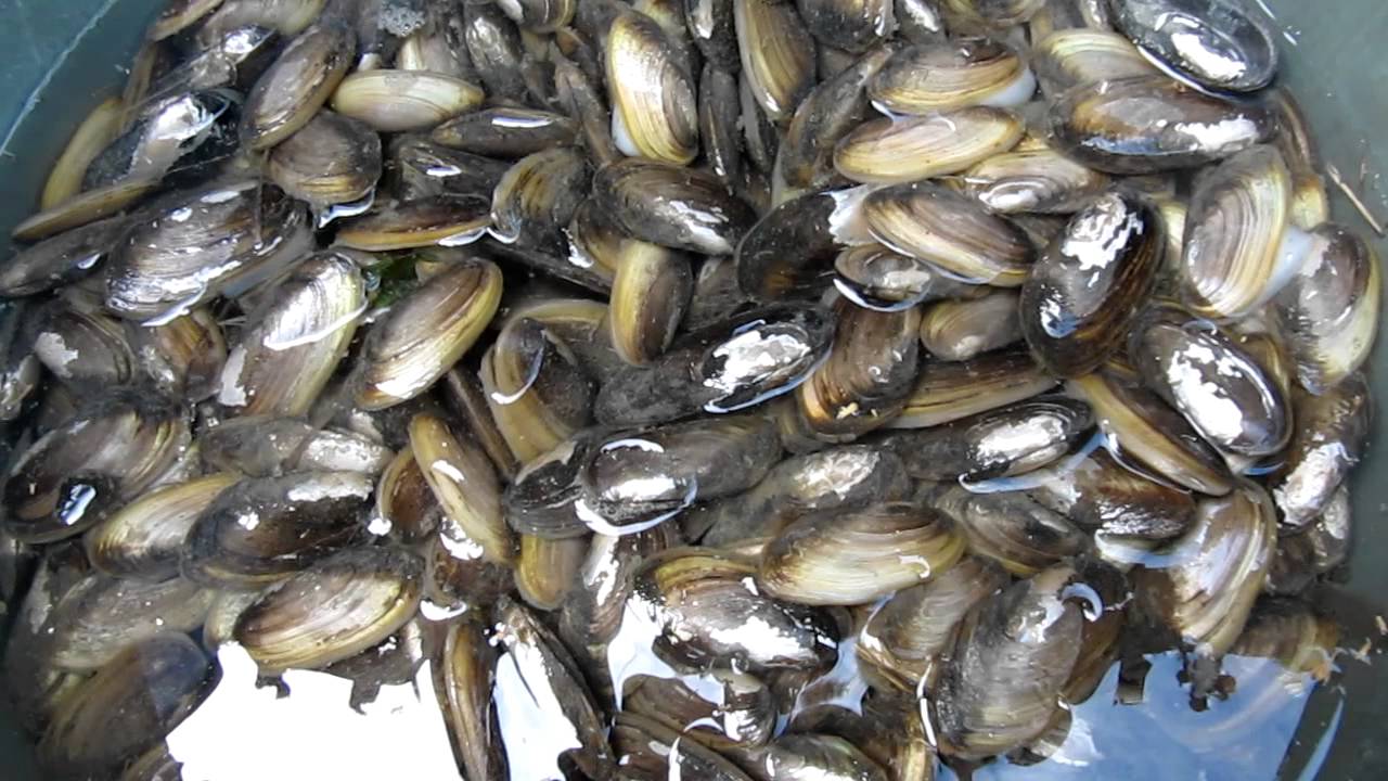 Ligumia latissima (sulib) - YouTube