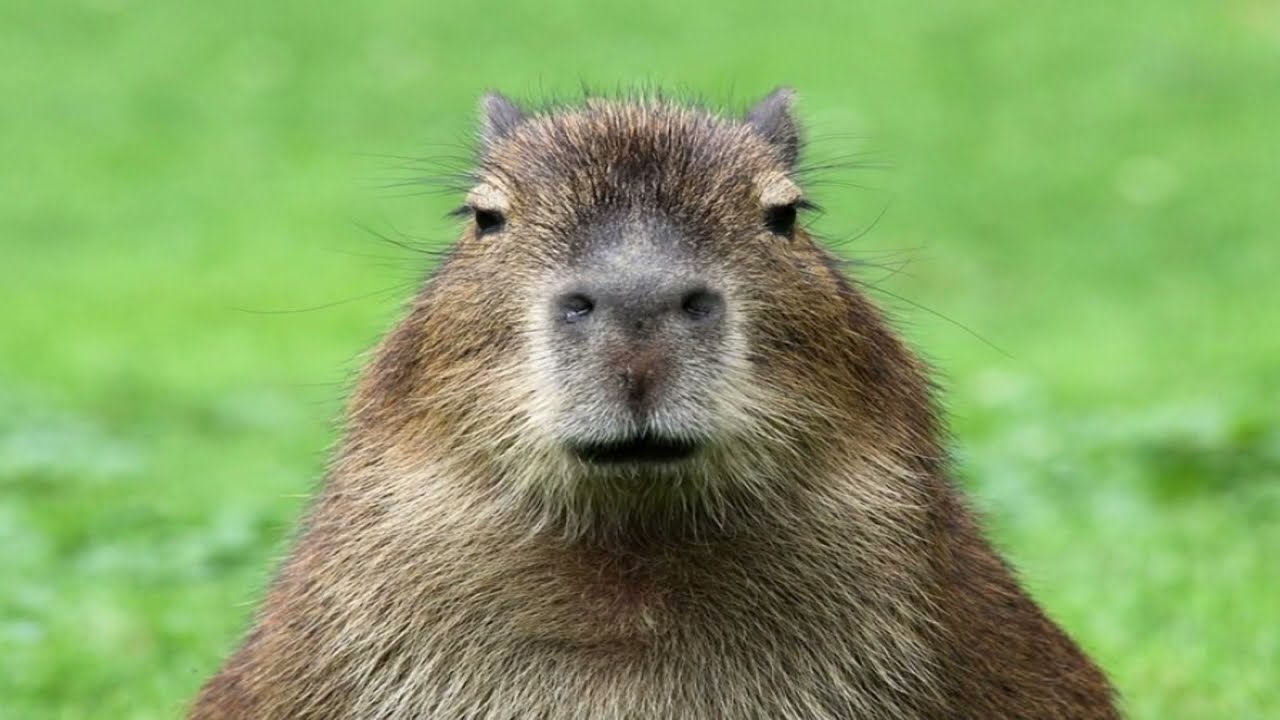 Capybara.exe - YouTube