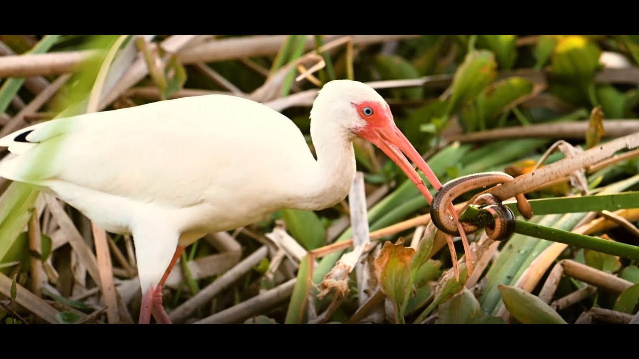 White Ibis Trying So Hard To Eat A Snake - Nikon Z7 II - YouTube