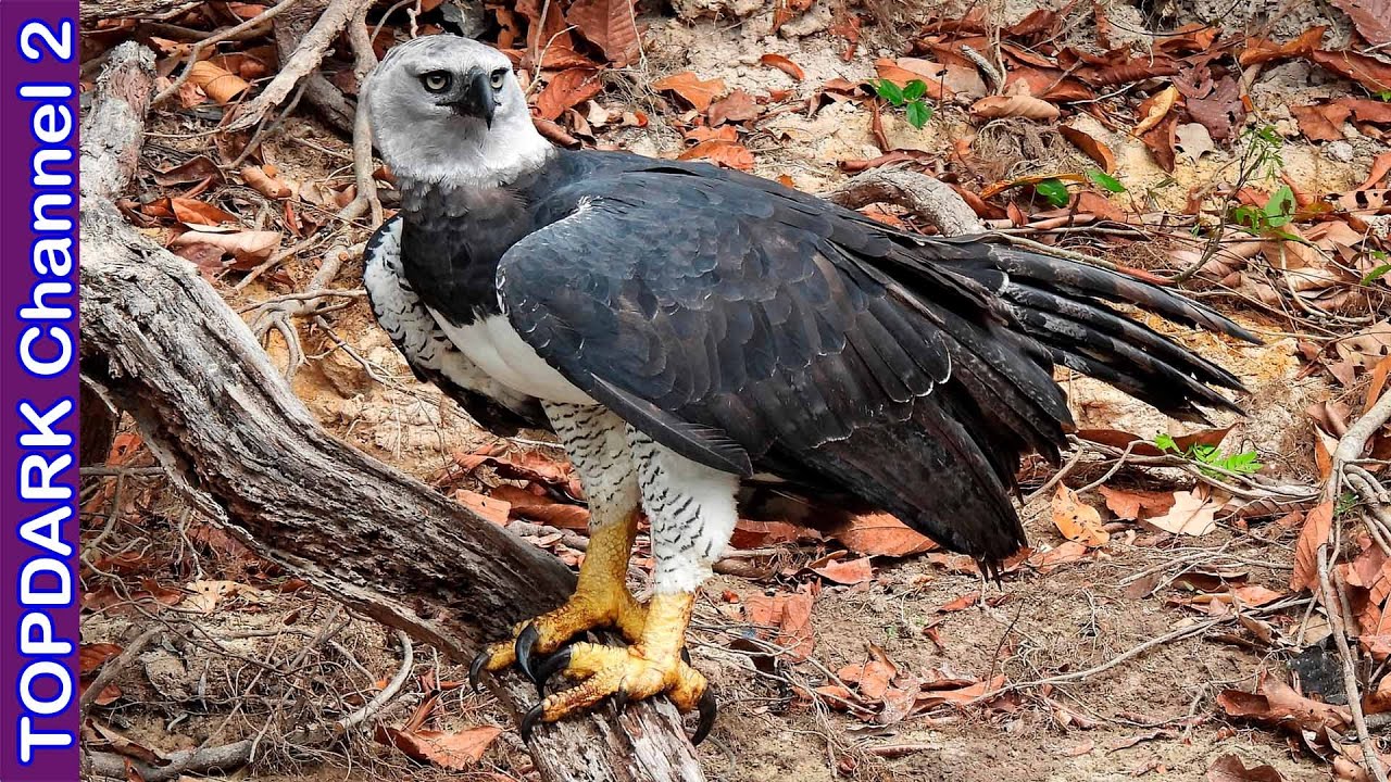 10 Increibles Aves de Rapiña - YouTube