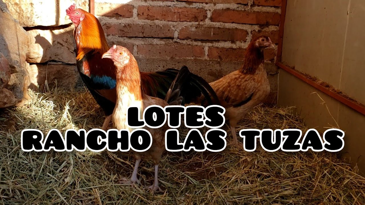 LOTES DE RANCHO LAS TUZAS | GALLOS Y RANCHOS - YouTube