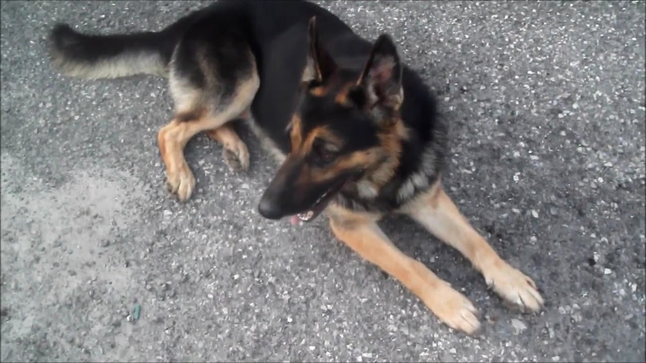 Oscar German Shepherd Dog Dramatic Playing Dead - YouTube